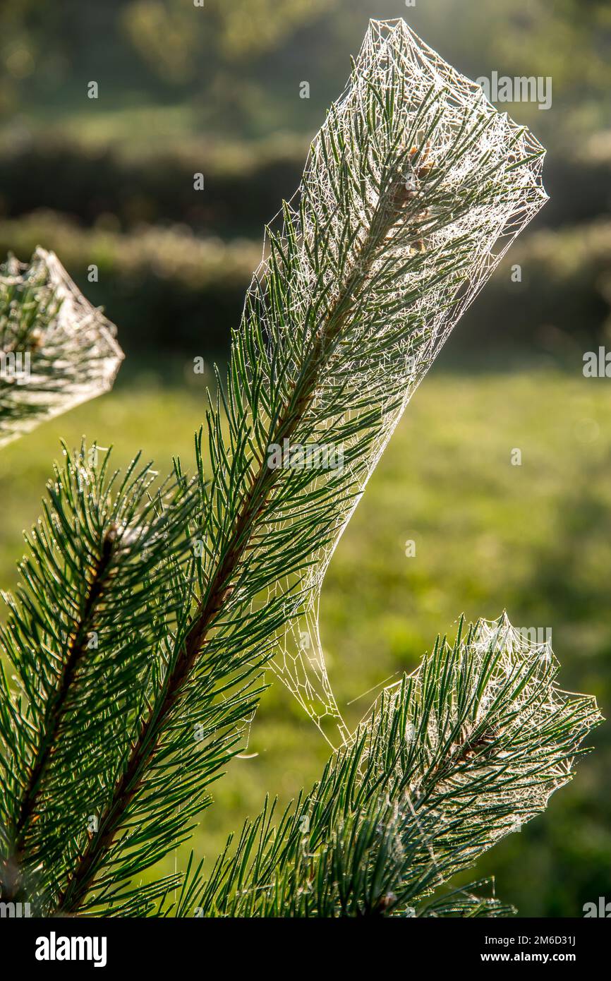 Tree spiders hi-res stock photography and images - Alamy
