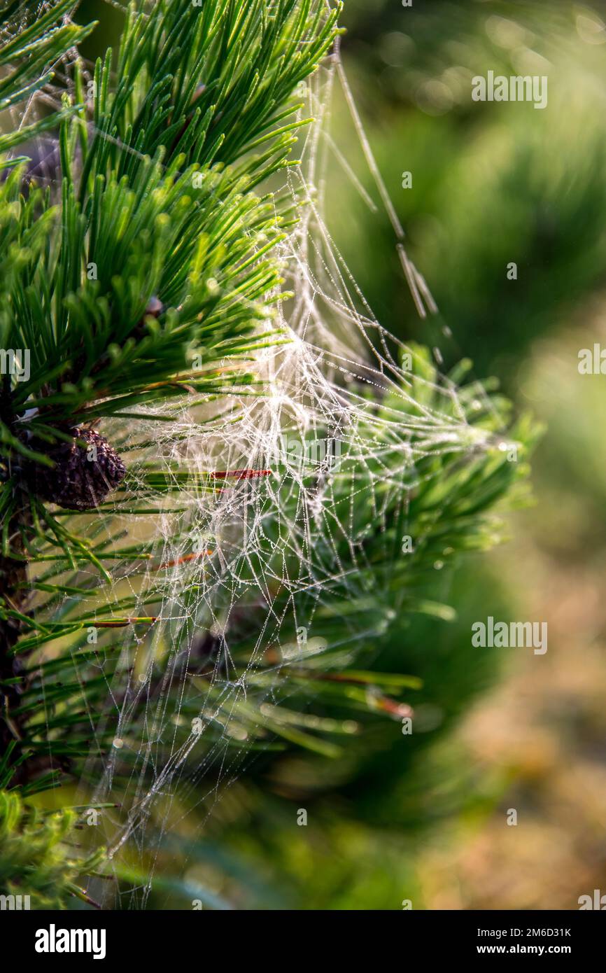 Tree with spider hi-res stock photography and images - Alamy