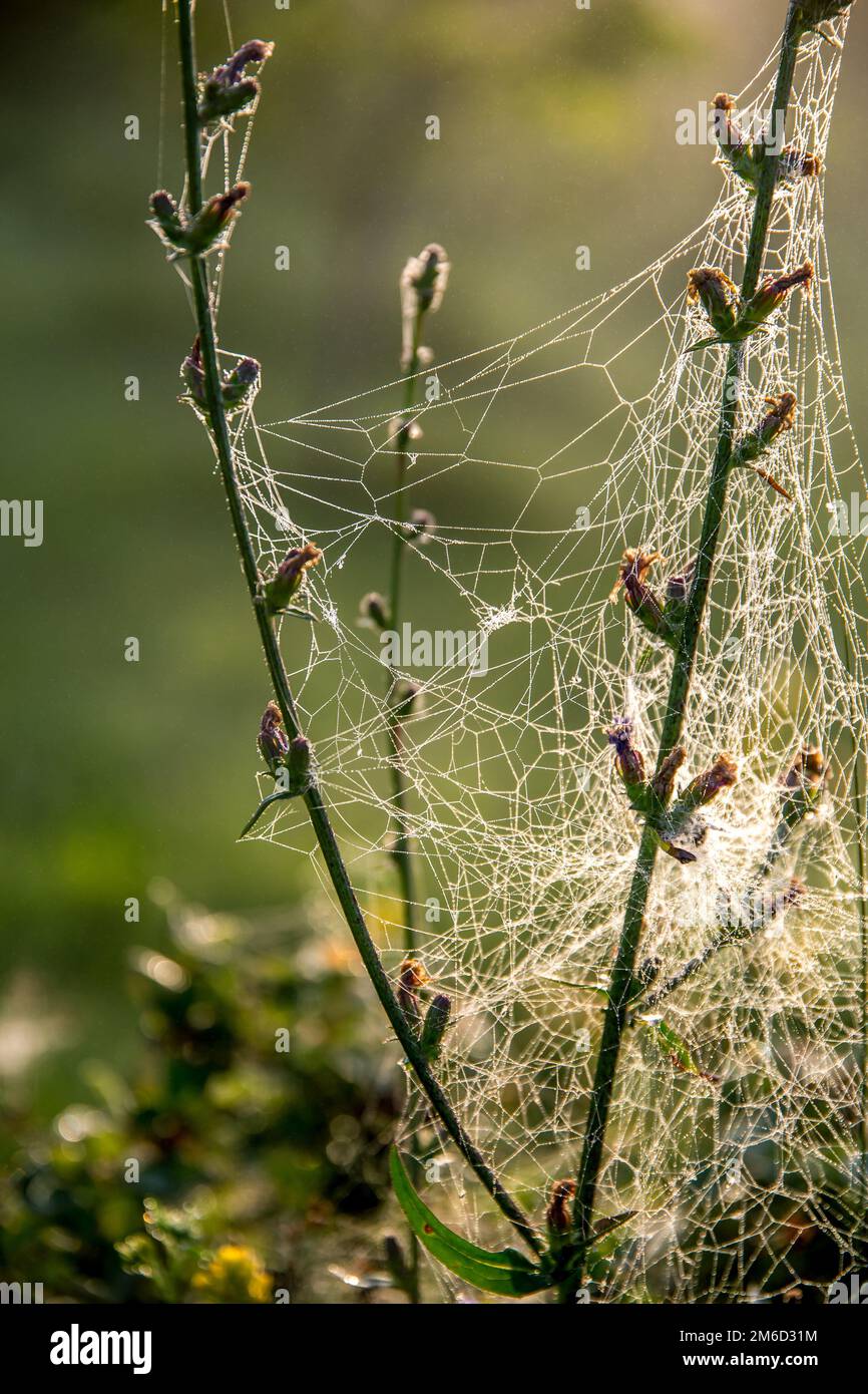 Dew drops on spider web in forest Stock Photo - Alamy