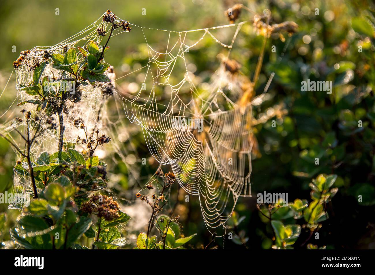 Dew drops on spider web in forest Stock Photo - Alamy
