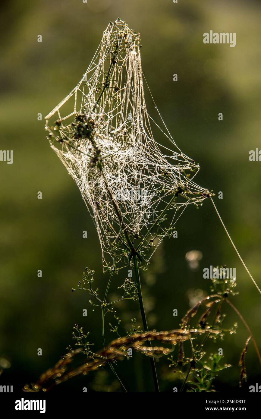 Spider web in tree branch hi-res stock photography and images - Alamy