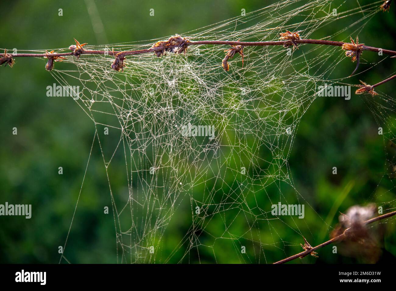 Spider nets on trees dew hi-res stock photography and images - Alamy