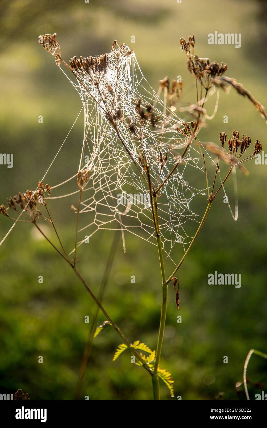 Field spider web hi-res stock photography and images - Alamy