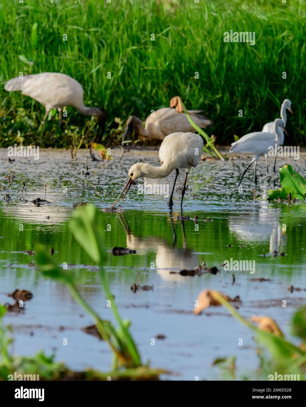 The unique wetland ecosystems of Kerala include marshy and water logged ...