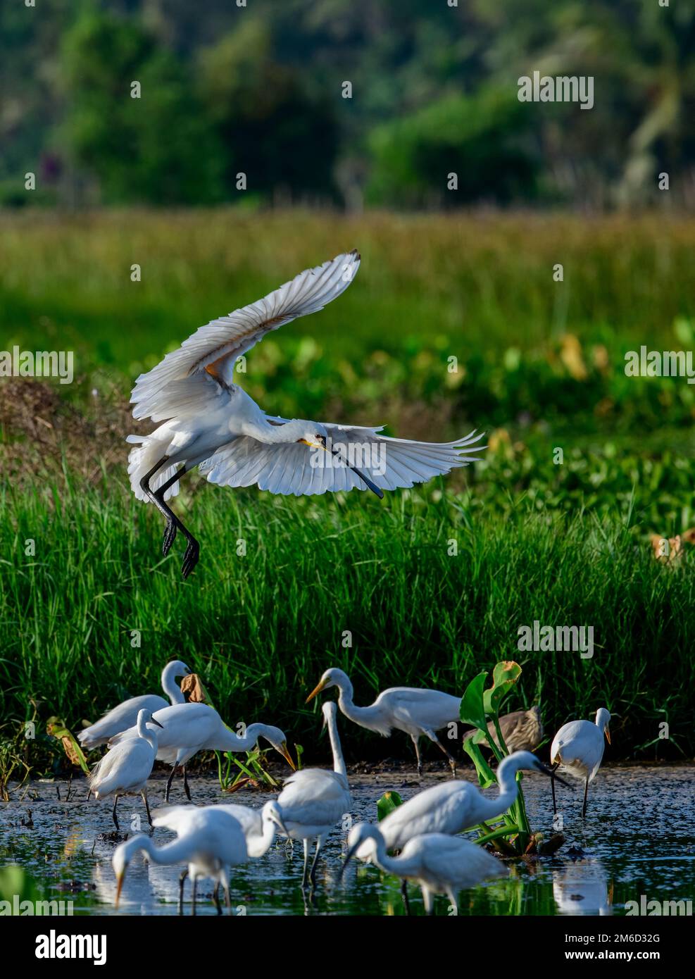 The unique wetland ecosystems of Kerala include marshy and water logged ...