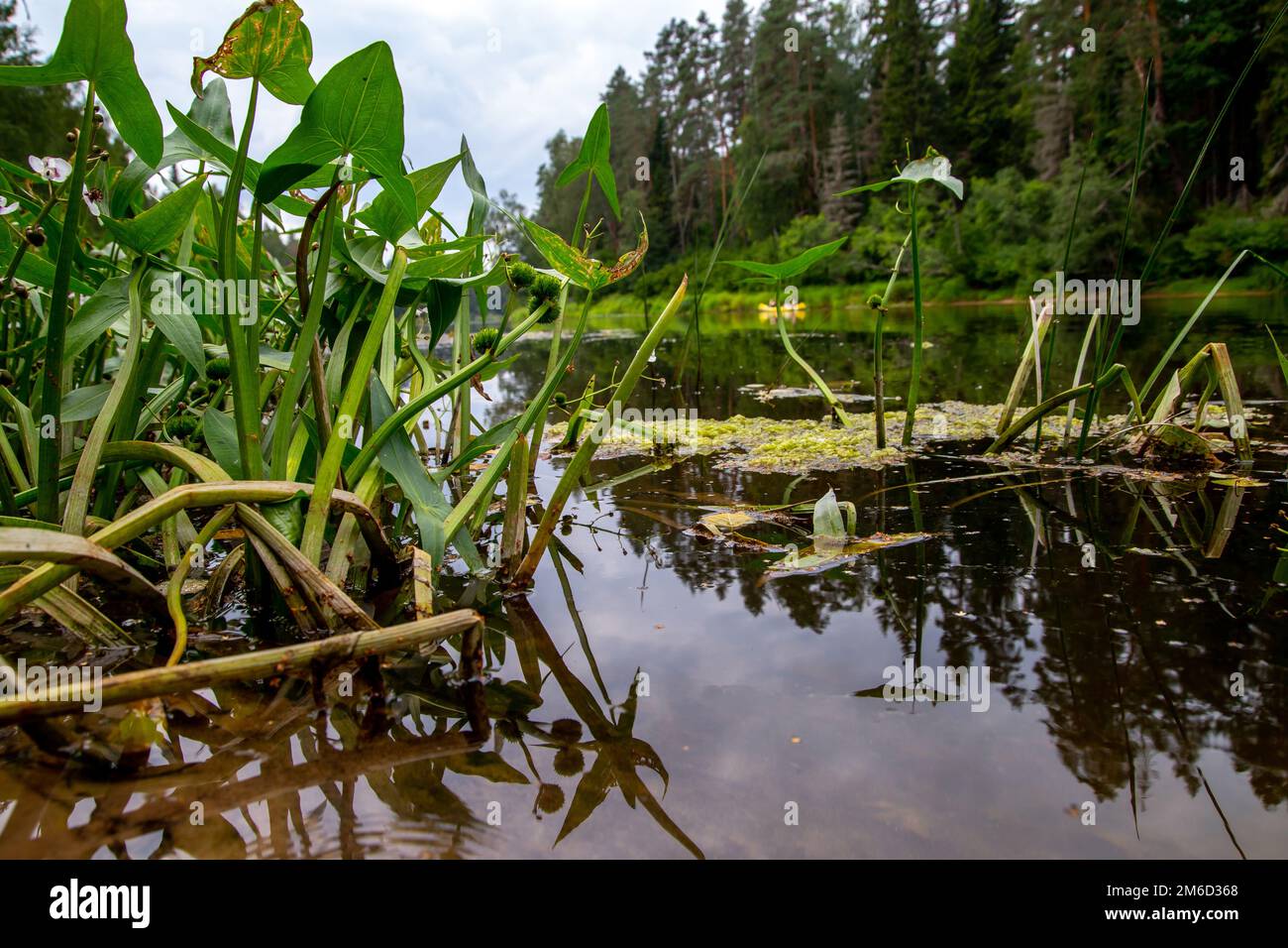 Plants on river hi-res stock photography and images - Alamy