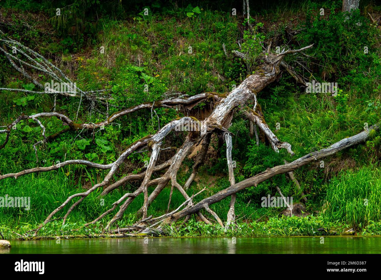 Landscape with trees on the river bank Stock Photo - Alamy
