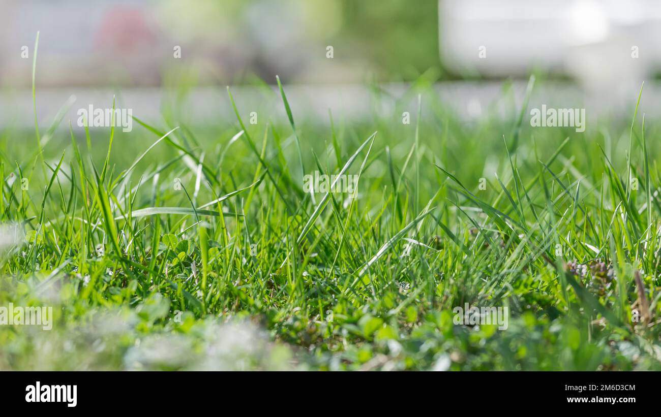 Grassland close hi-res stock photography and images - Alamy