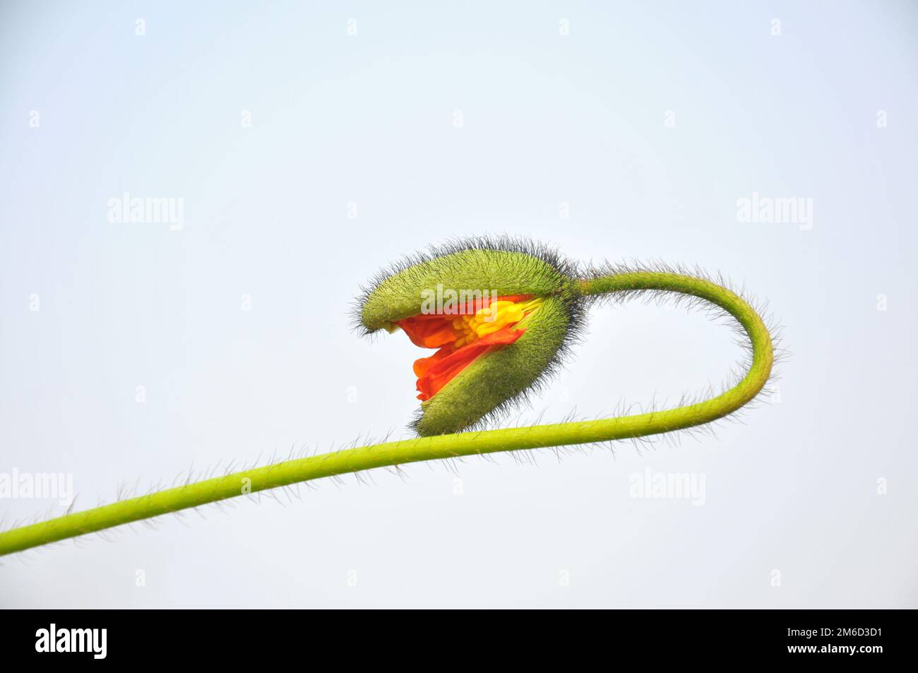blossoming poppy flowers Stock Photo - Alamy