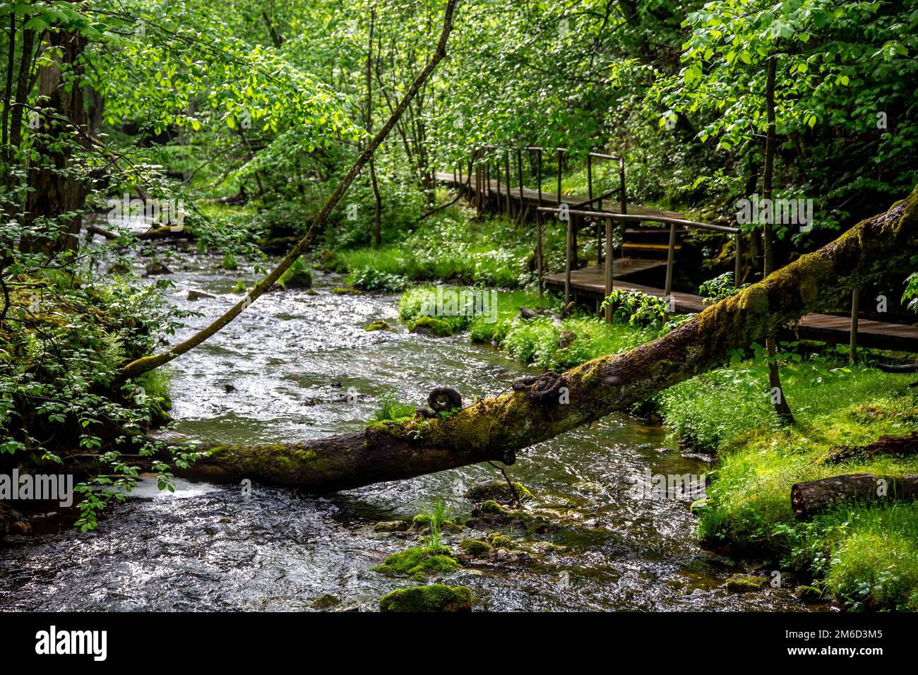 Forest with river, fallen tree and bridge Stock Photo - Alamy