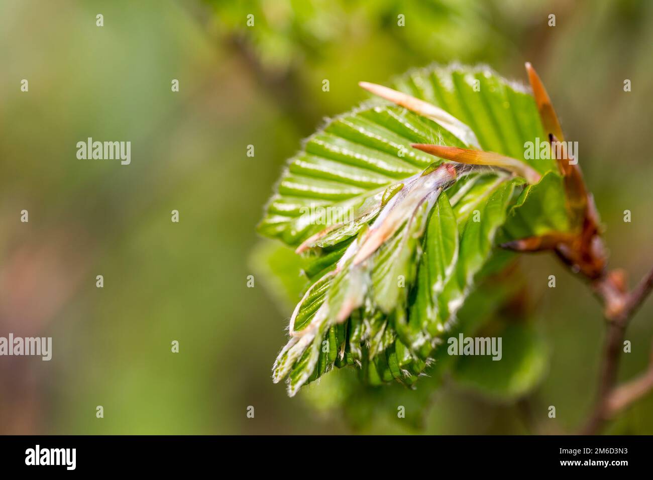 Young beech leaves on branch hi-res stock photography and images - Alamy