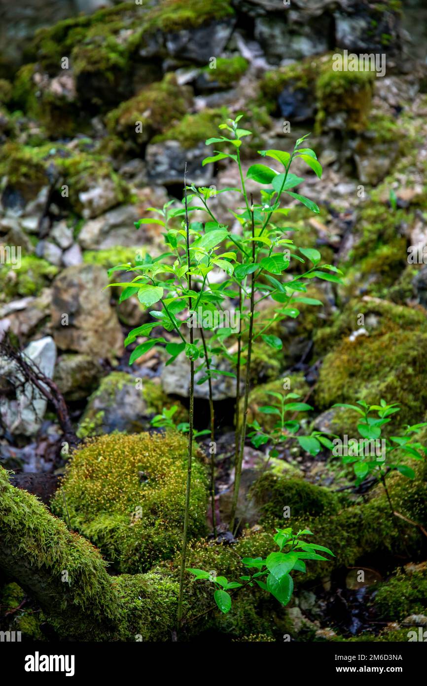 Plants in the forest between the stones Stock Photo - Alamy
