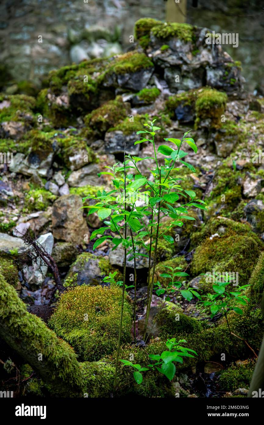Plants in the forest between the stones Stock Photo - Alamy