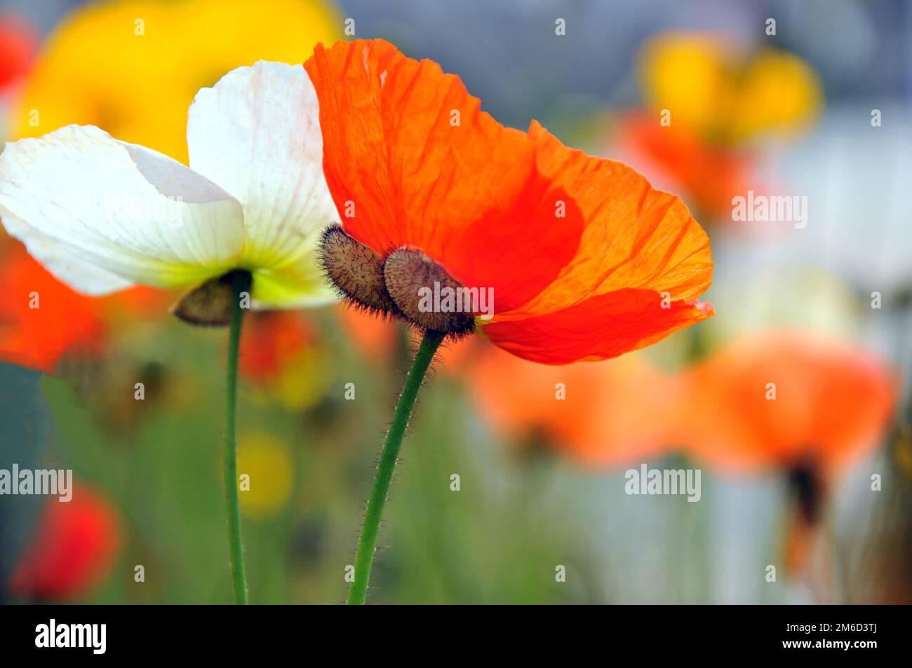 blossoming poppy flowers Stock Photo - Alamy