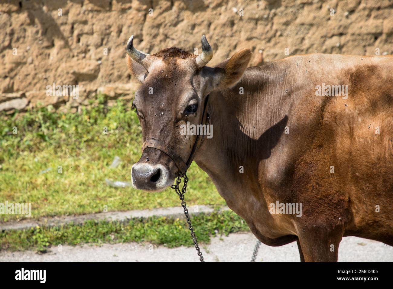 Brown cow tied in hi-res stock photography and images - Alamy