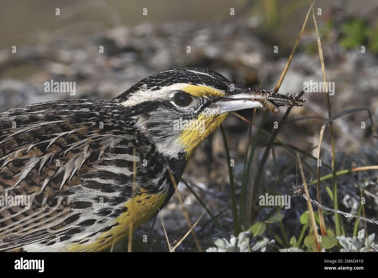 Pacific Grove, California, USA. 3rd Jan, 2023. Meadowlark has success ...