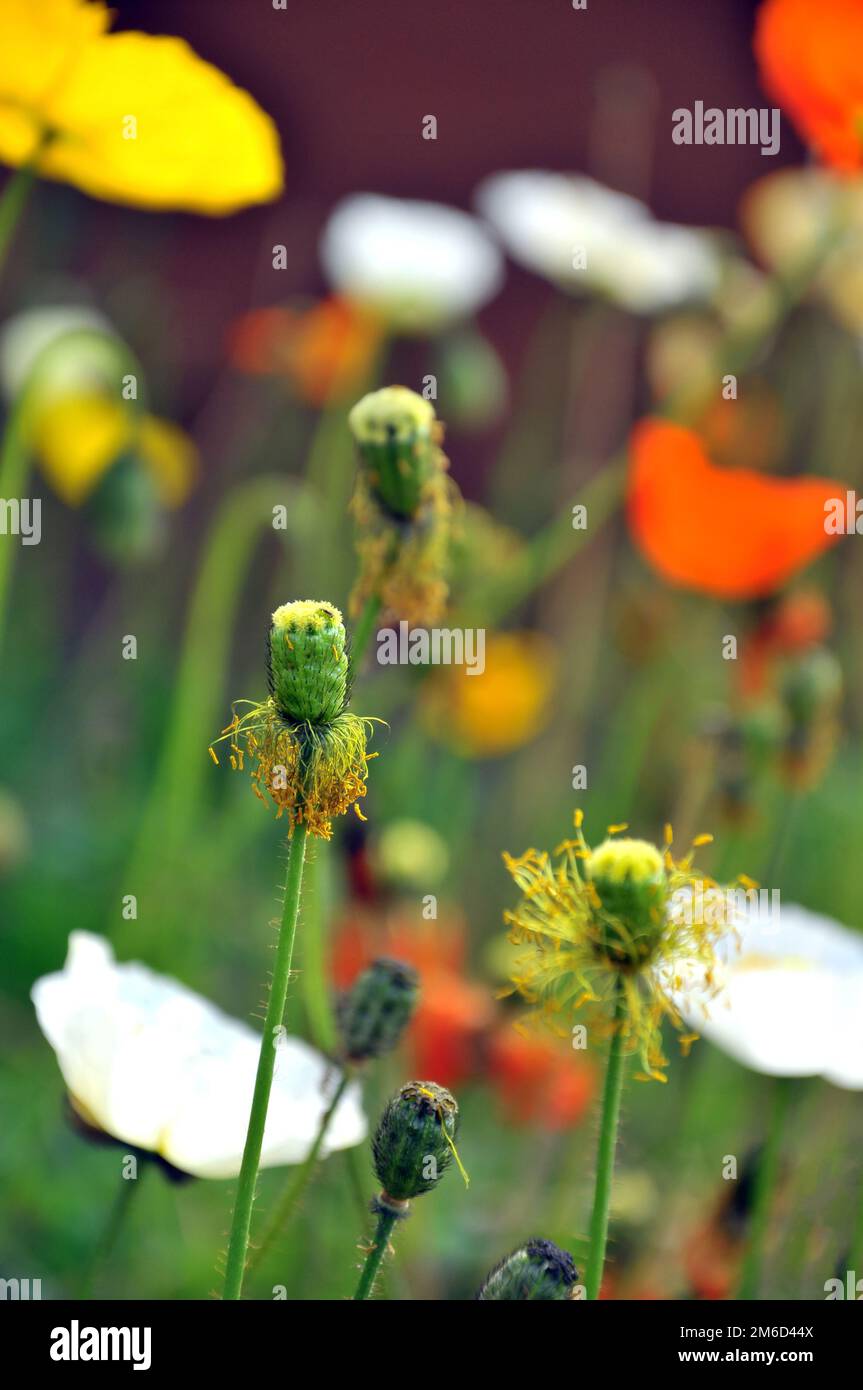 blossoming poppy flowers Stock Photo - Alamy
