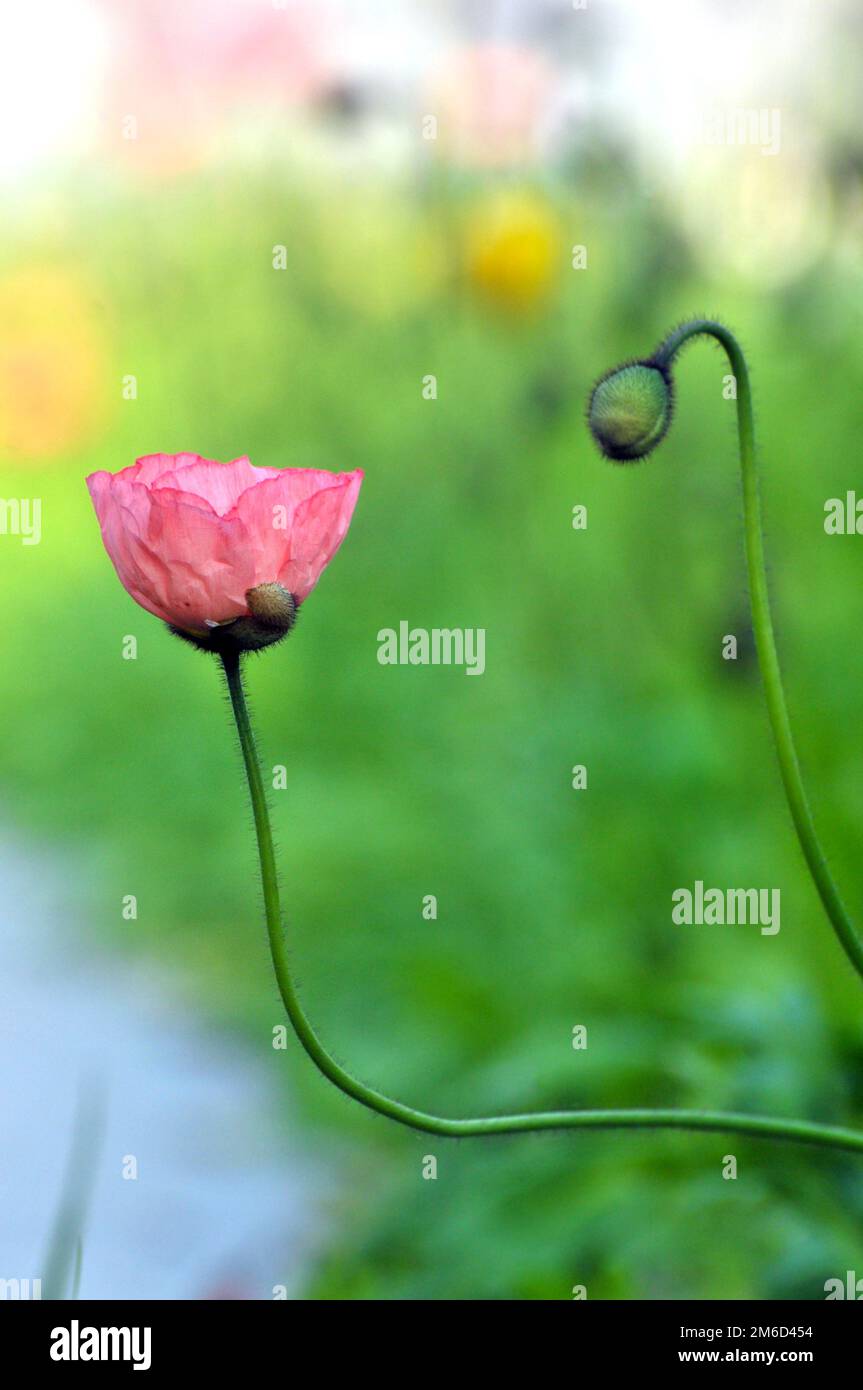 blossoming poppy flowers Stock Photo - Alamy