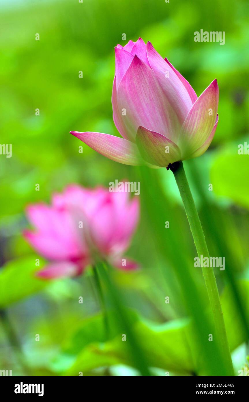 Blossoming lotus flowers Stock Photo - Alamy