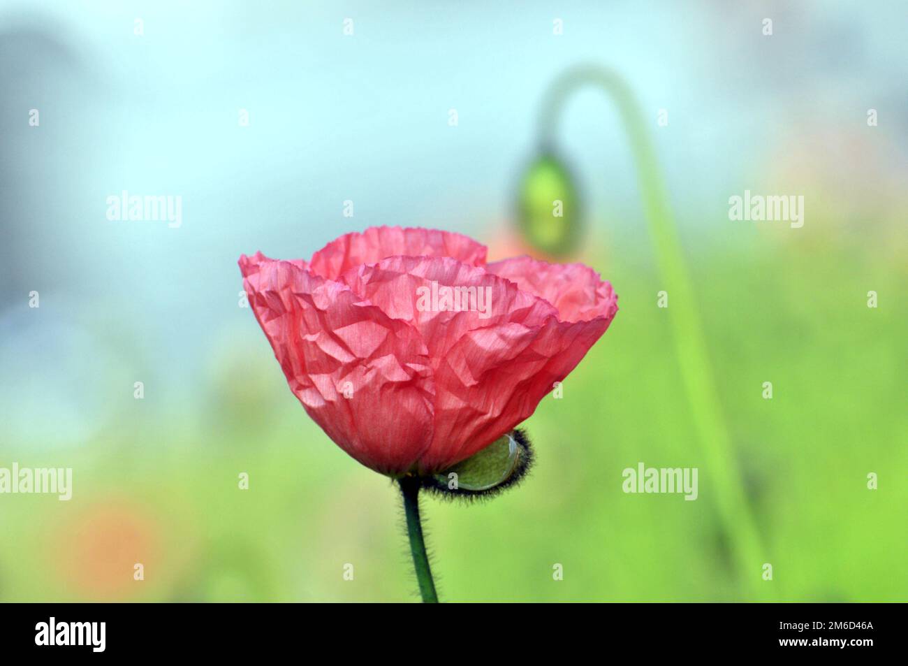 blossoming poppy flowers Stock Photo - Alamy