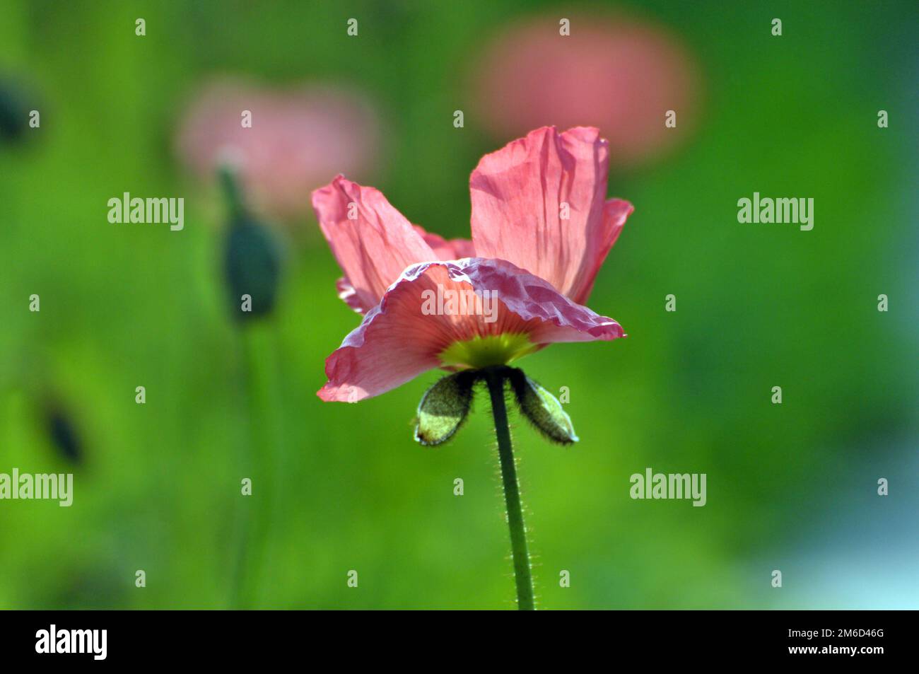 blossoming poppy flowers Stock Photo - Alamy