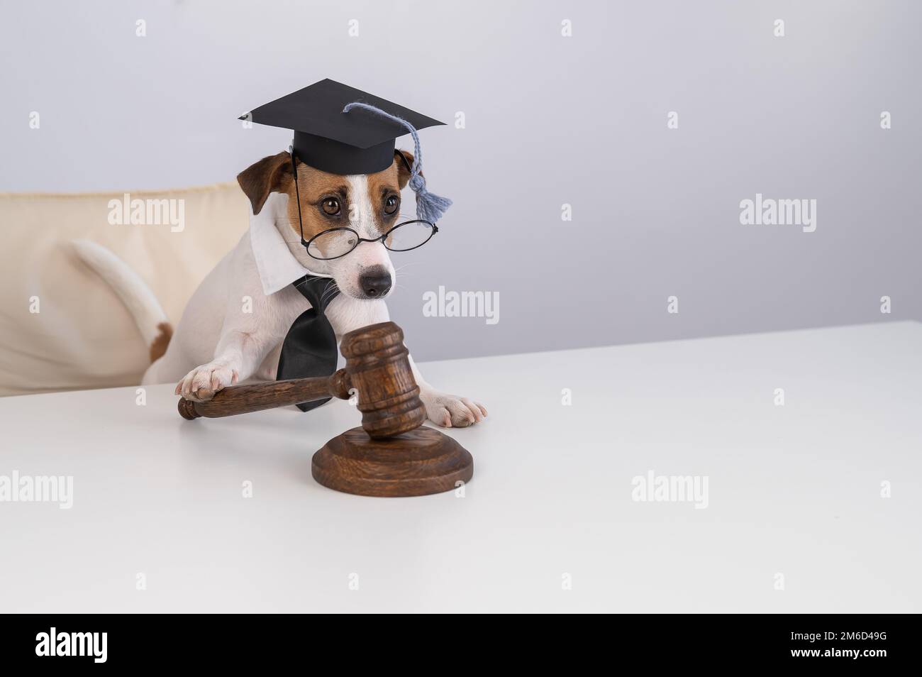 Dog jack russell terrier dressed as a judge and holding a gavel on a ...