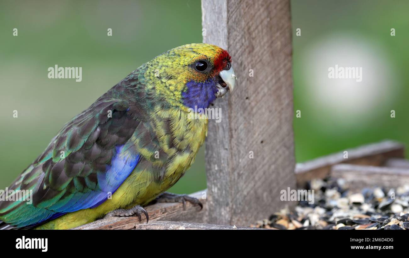 Tasmanian parrot hi-res stock photography and images - Alamy