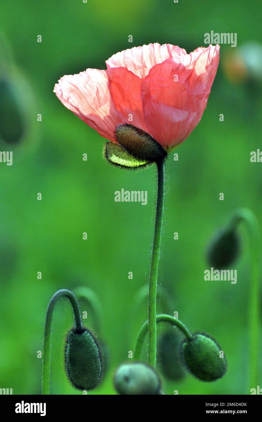 blossoming poppy flowers Stock Photo - Alamy