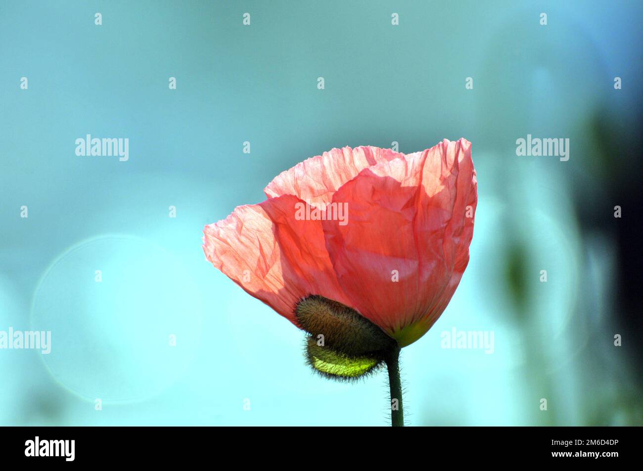 blossoming poppy flowers Stock Photo - Alamy