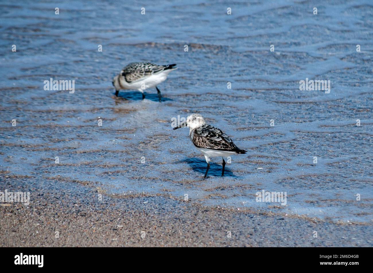 Common sandpipers Actitis hypoleucos on sand beach water line in sunny ...