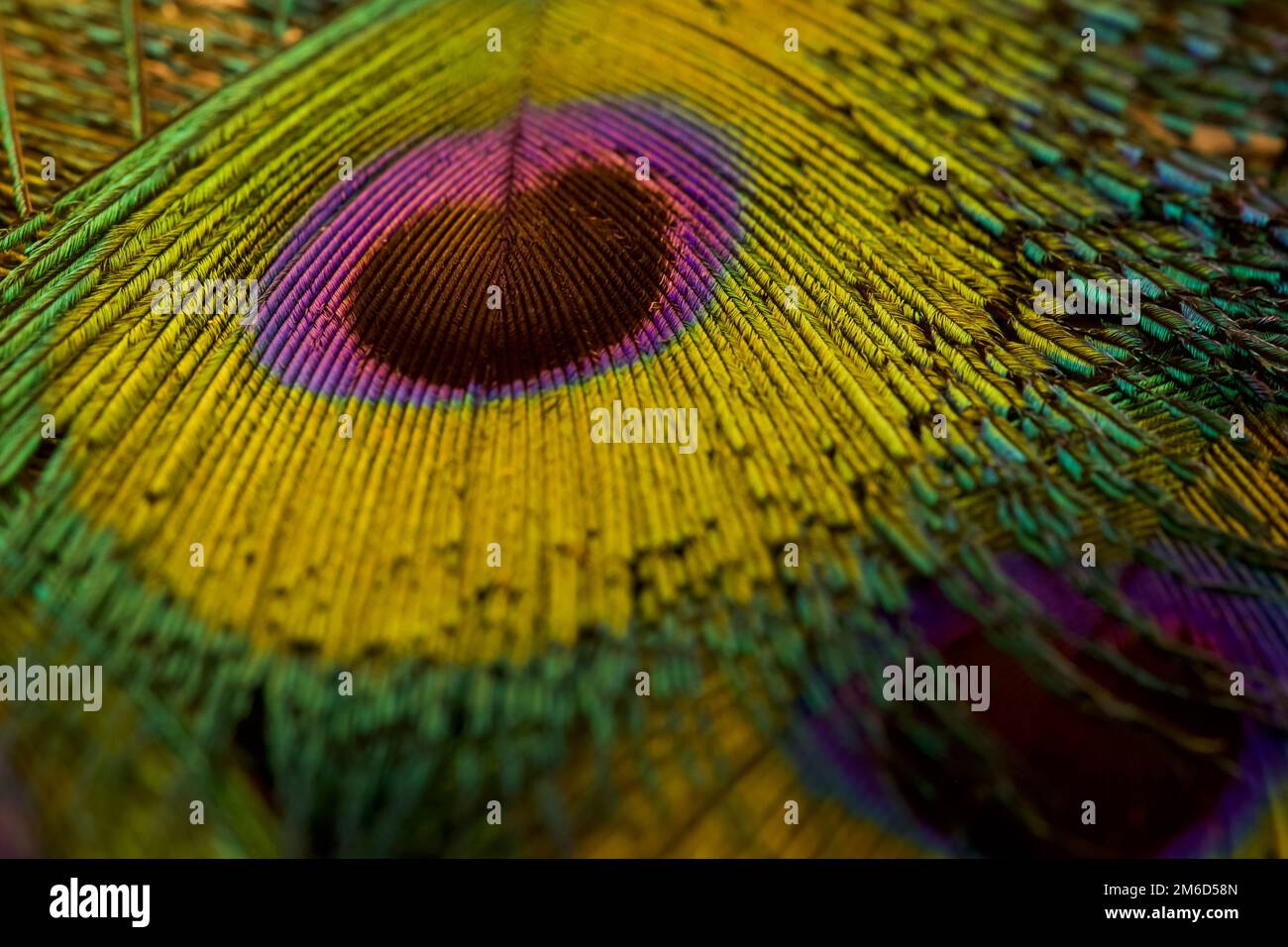 Peacock feather closeup. Peacock feather background texture Stock Photo ...