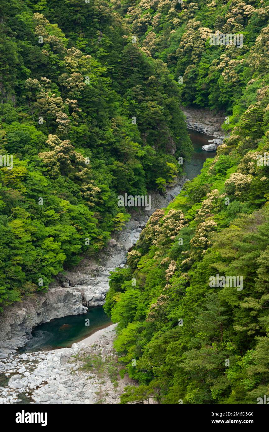 Iya tokushima hi-res stock photography and images - Alamy