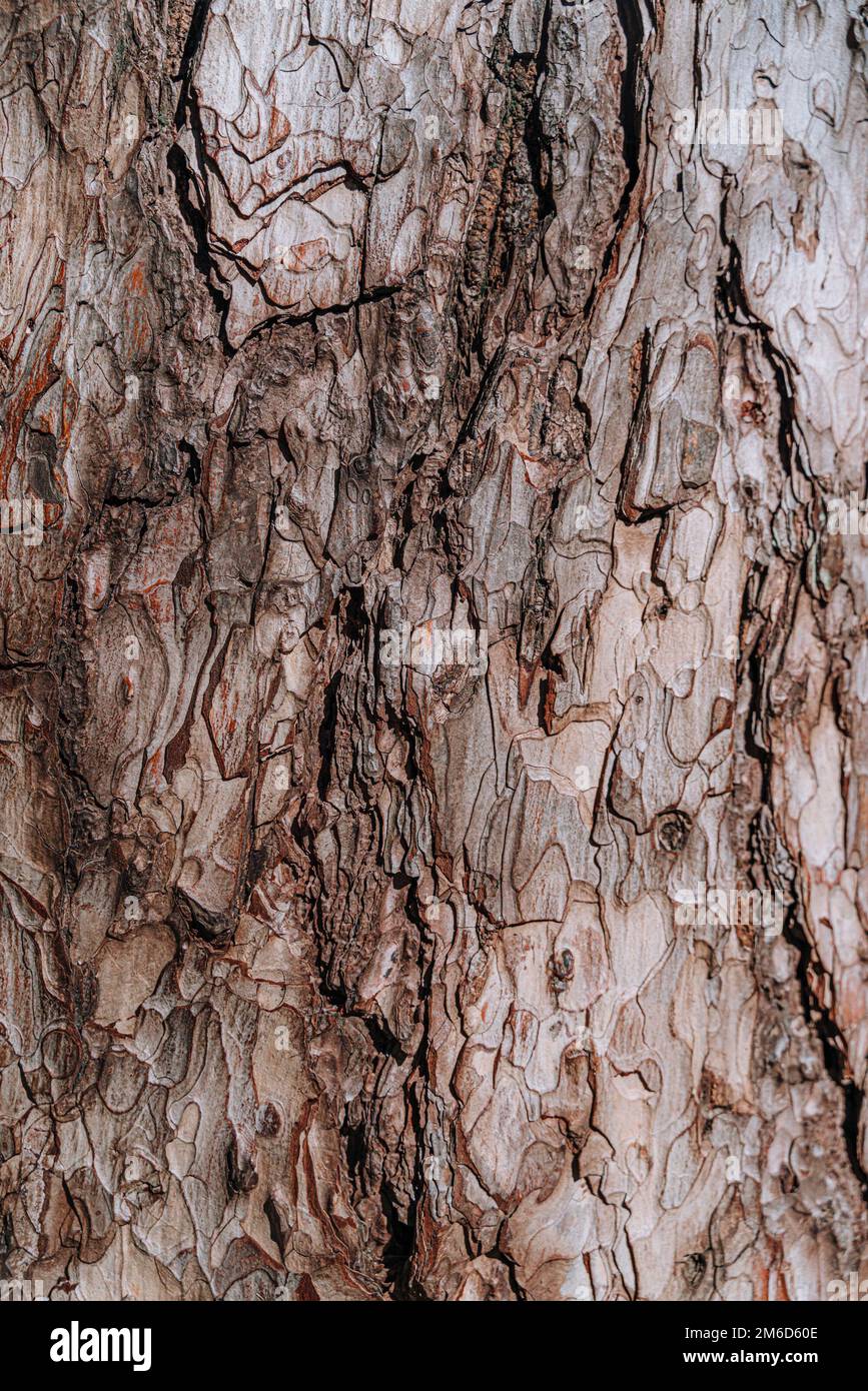 Natural structure of the bark of a pine tree Stock Photo - Alamy