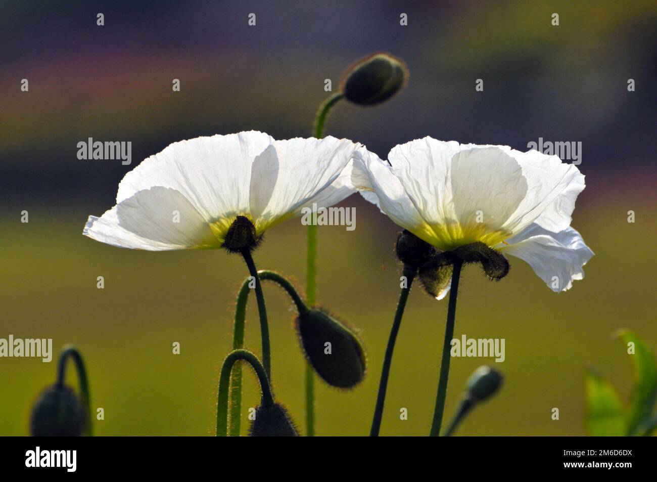 blossoming poppy flowers Stock Photo - Alamy