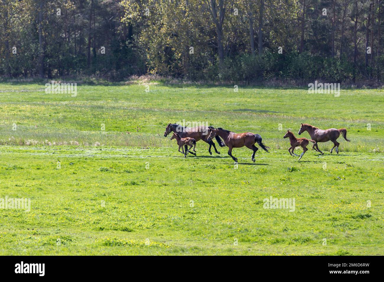 Horses on pasture farmland landscape hi-res stock photography and ...