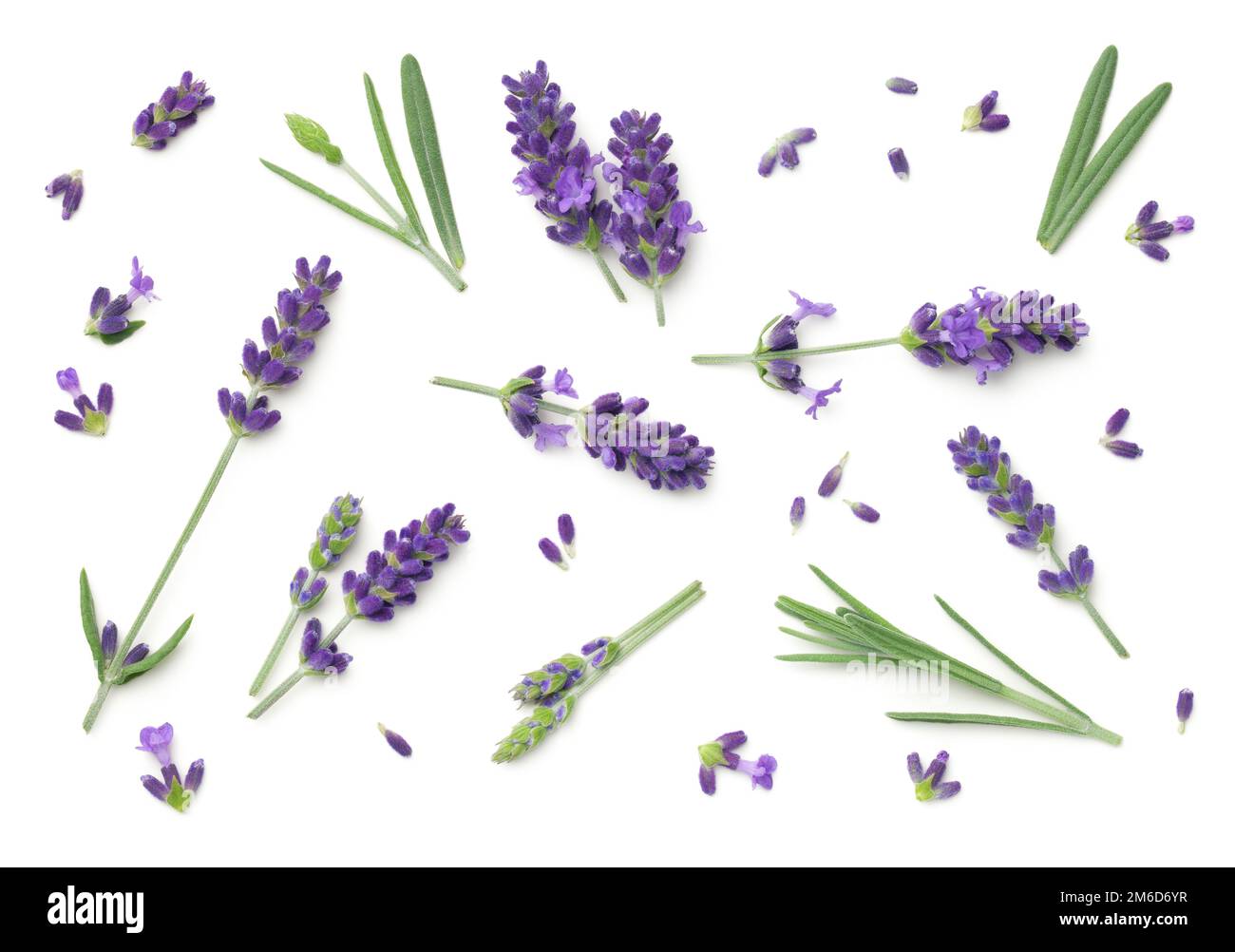 Lavender Flowers Isolated On White Background Stock Photo - Alamy