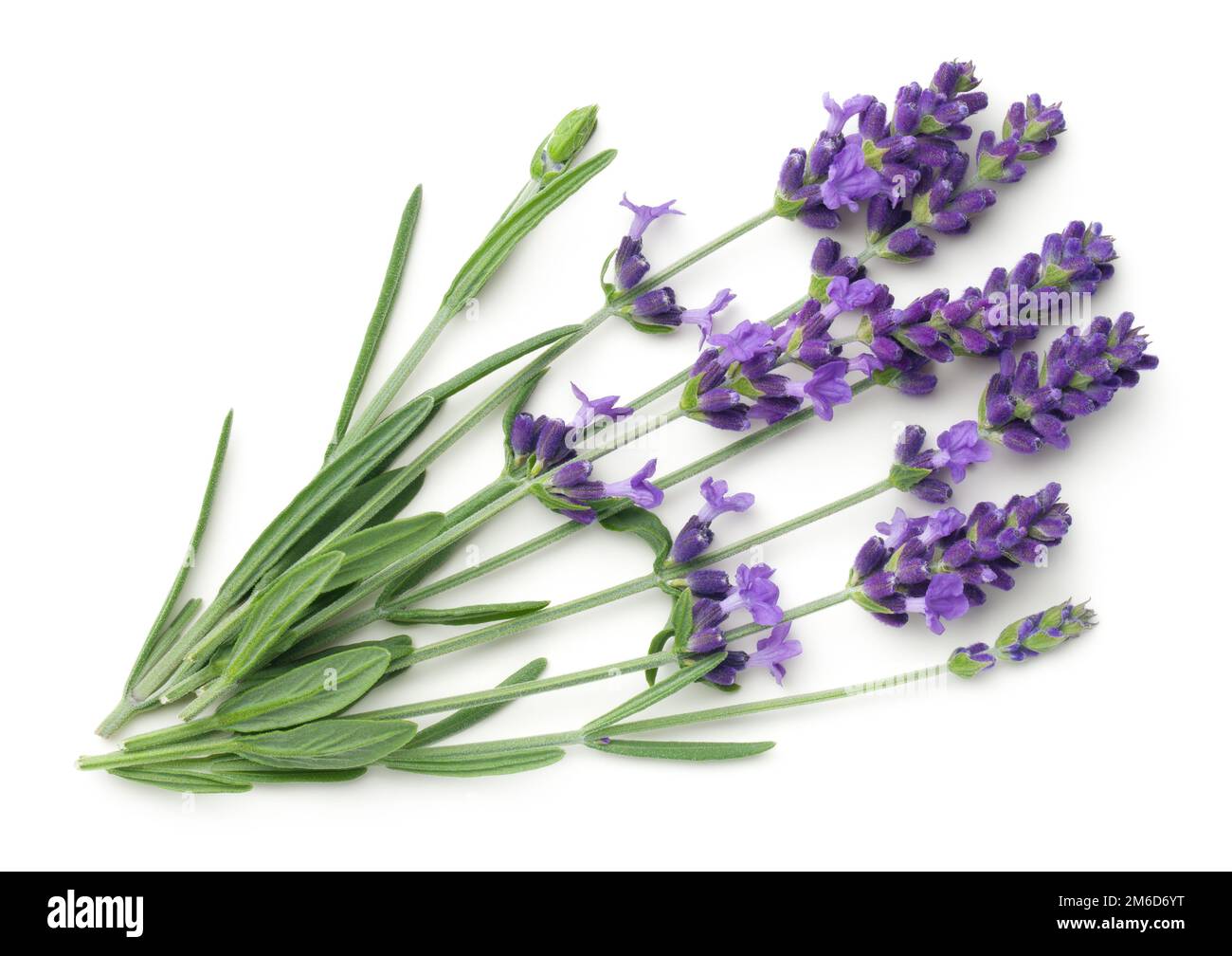 Lavender Flowers Isolated On White Background Stock Photo - Alamy