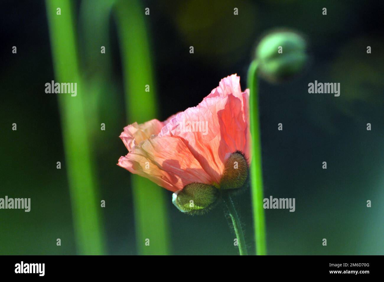 blossoming poppy flowers Stock Photo - Alamy
