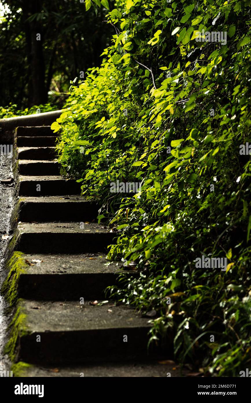 A vertical shot of a mossy concrete staircase near lush green bushes in ...