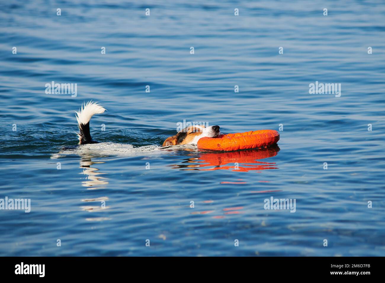 Dog swimming holding ring in mouth Stock Photo - Alamy