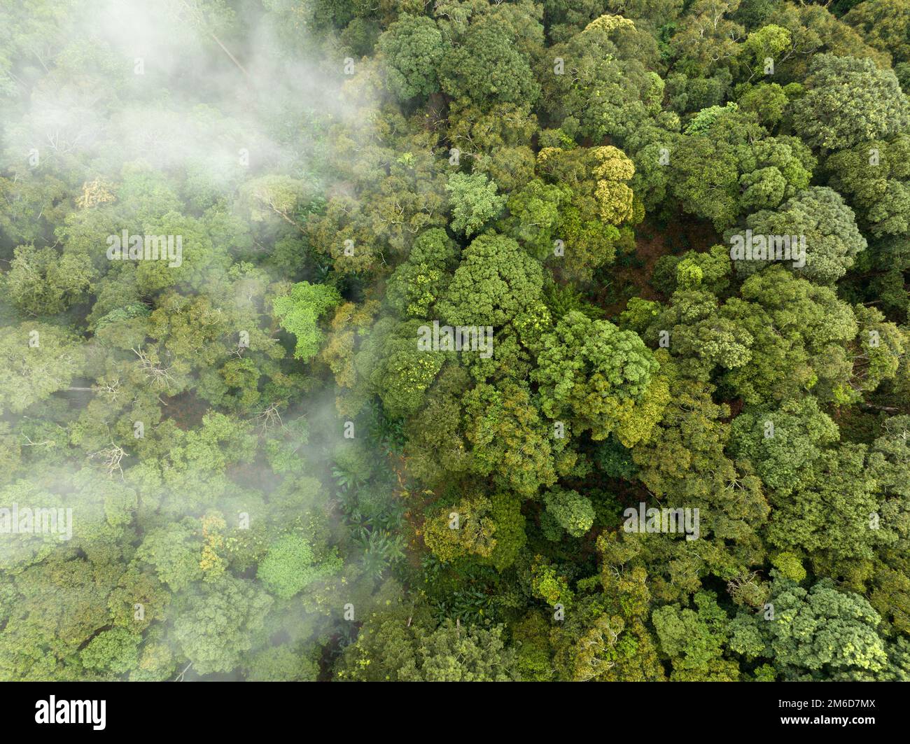 Tropical forests can absorb large amounts of carbon dioxide from the ...