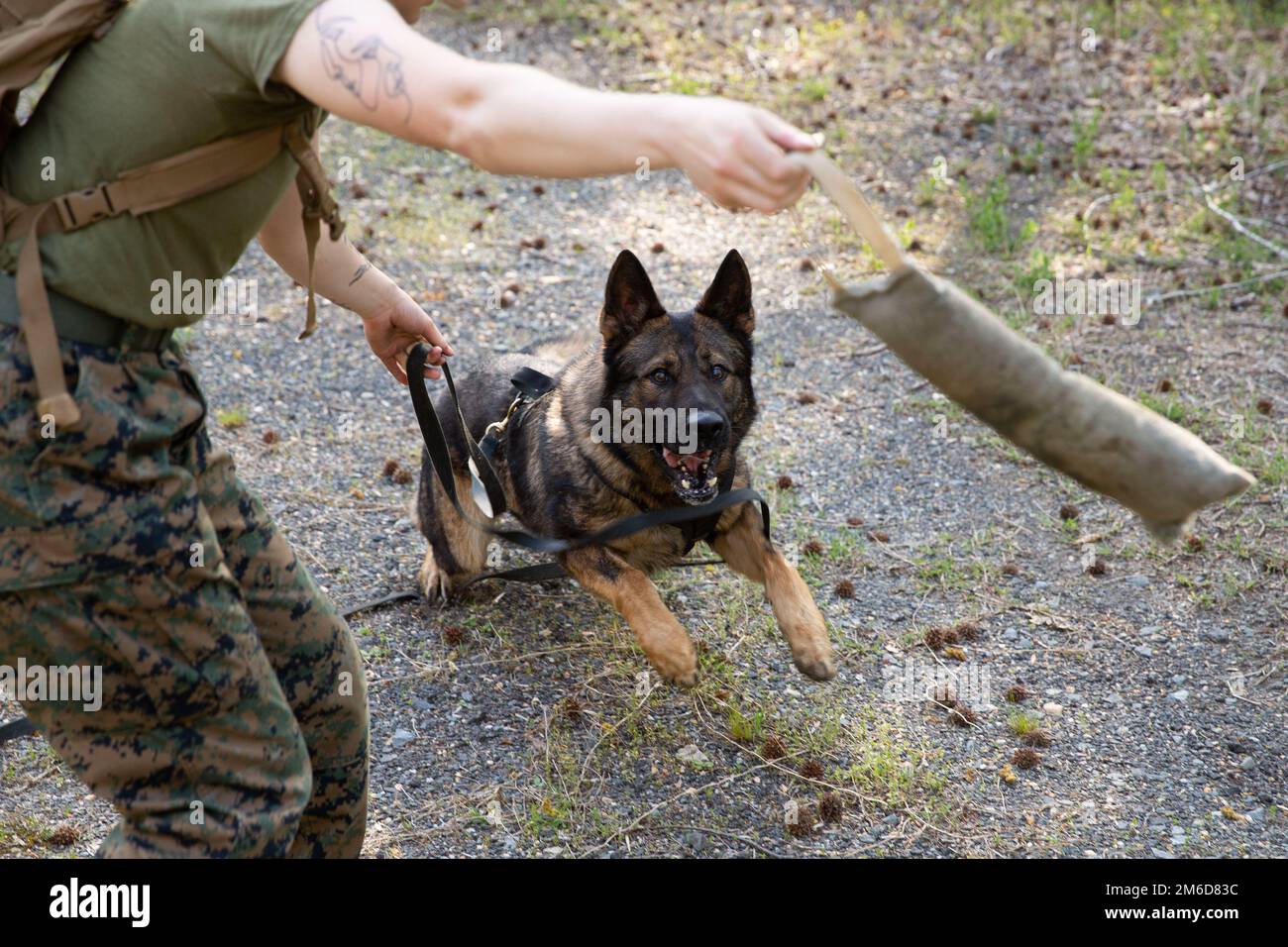 Scout dog handler hi-res stock photography and images - Alamy