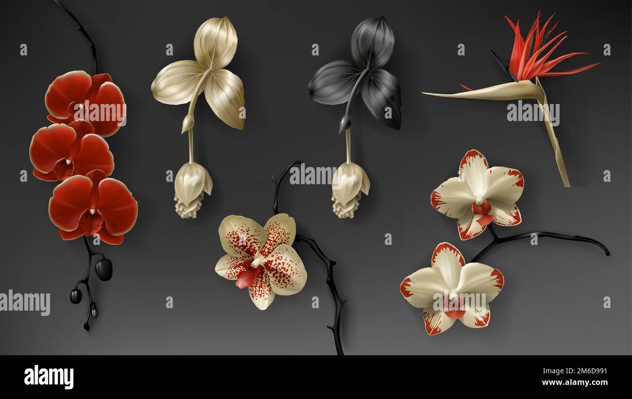 Tropical black, red and gold flower on dark background vector set ...