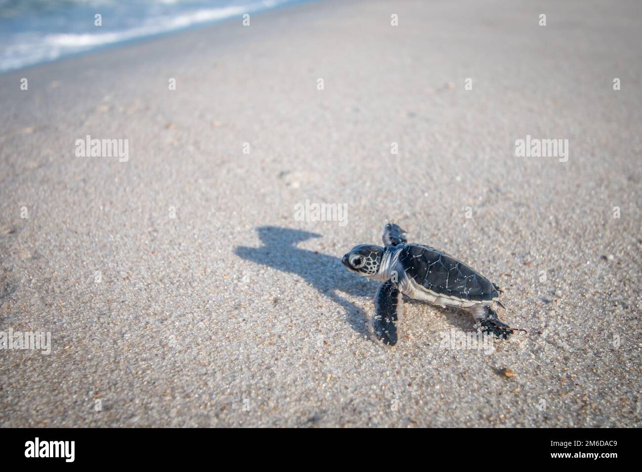 Baby Green sea turtle on the beach Stock Photo - Alamy