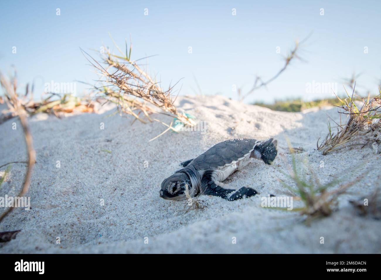 Sea turtles marine life tropical hi-res stock photography and images ...