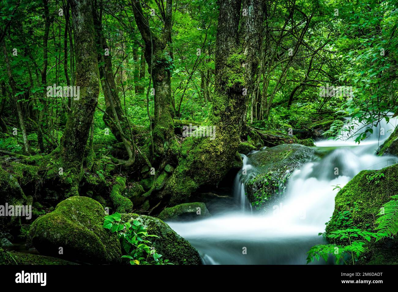 Korea's Moss Valley Stock Photo - Alamy