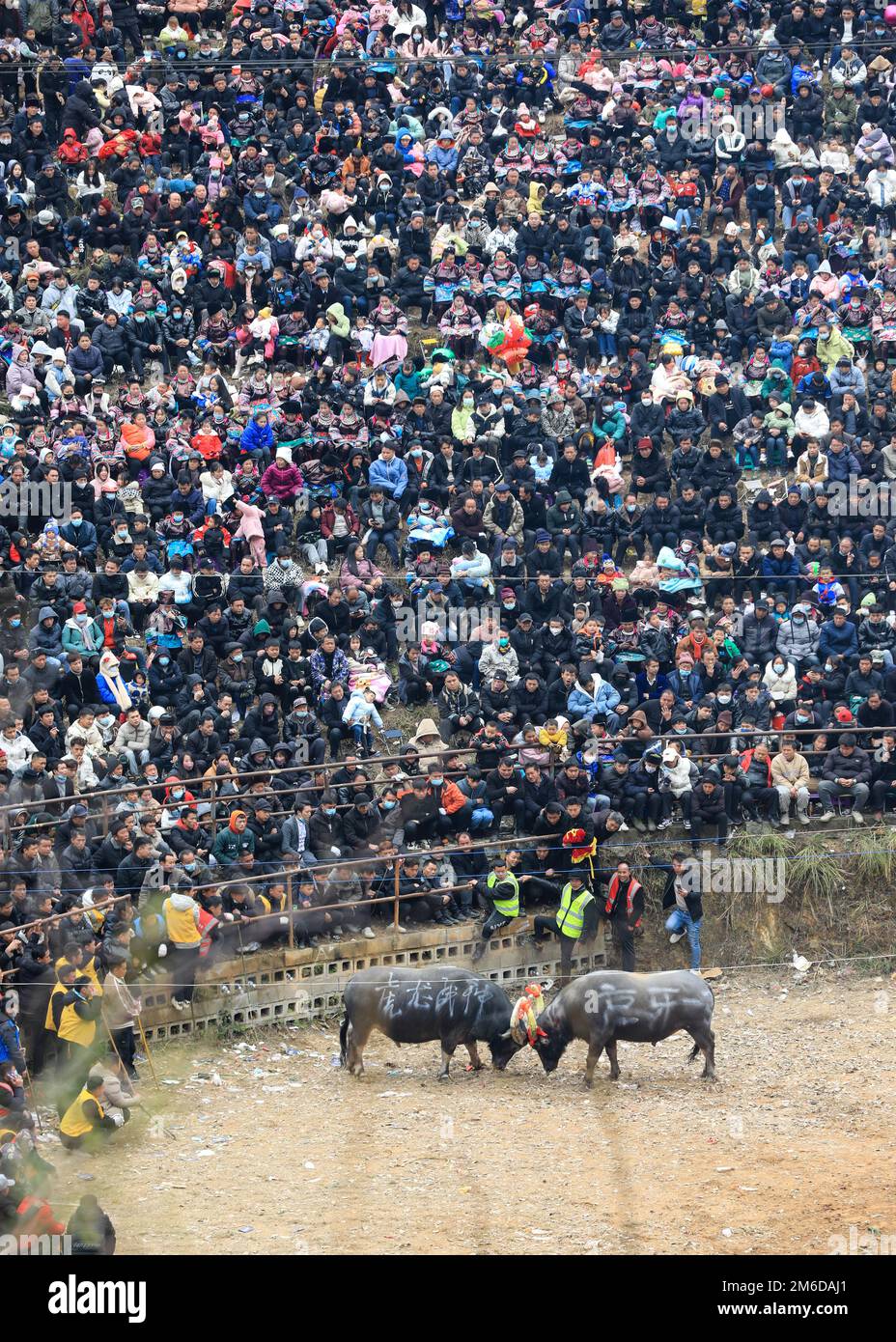 CONGJIANG, CHINA - JANUARY 3, 2023 - People watch a bullfight at ...