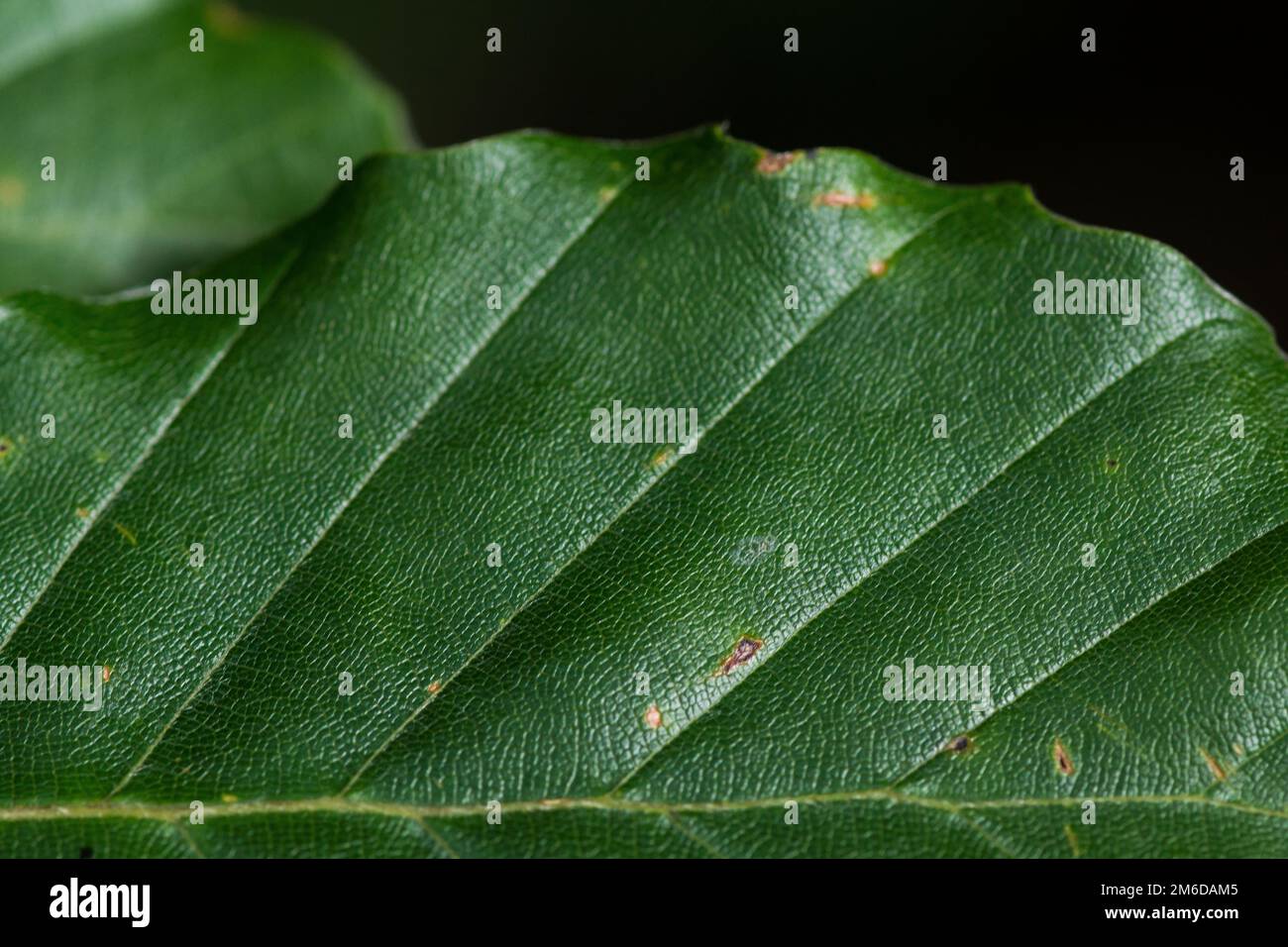 Beech leaf in hi-res stock photography and images - Alamy