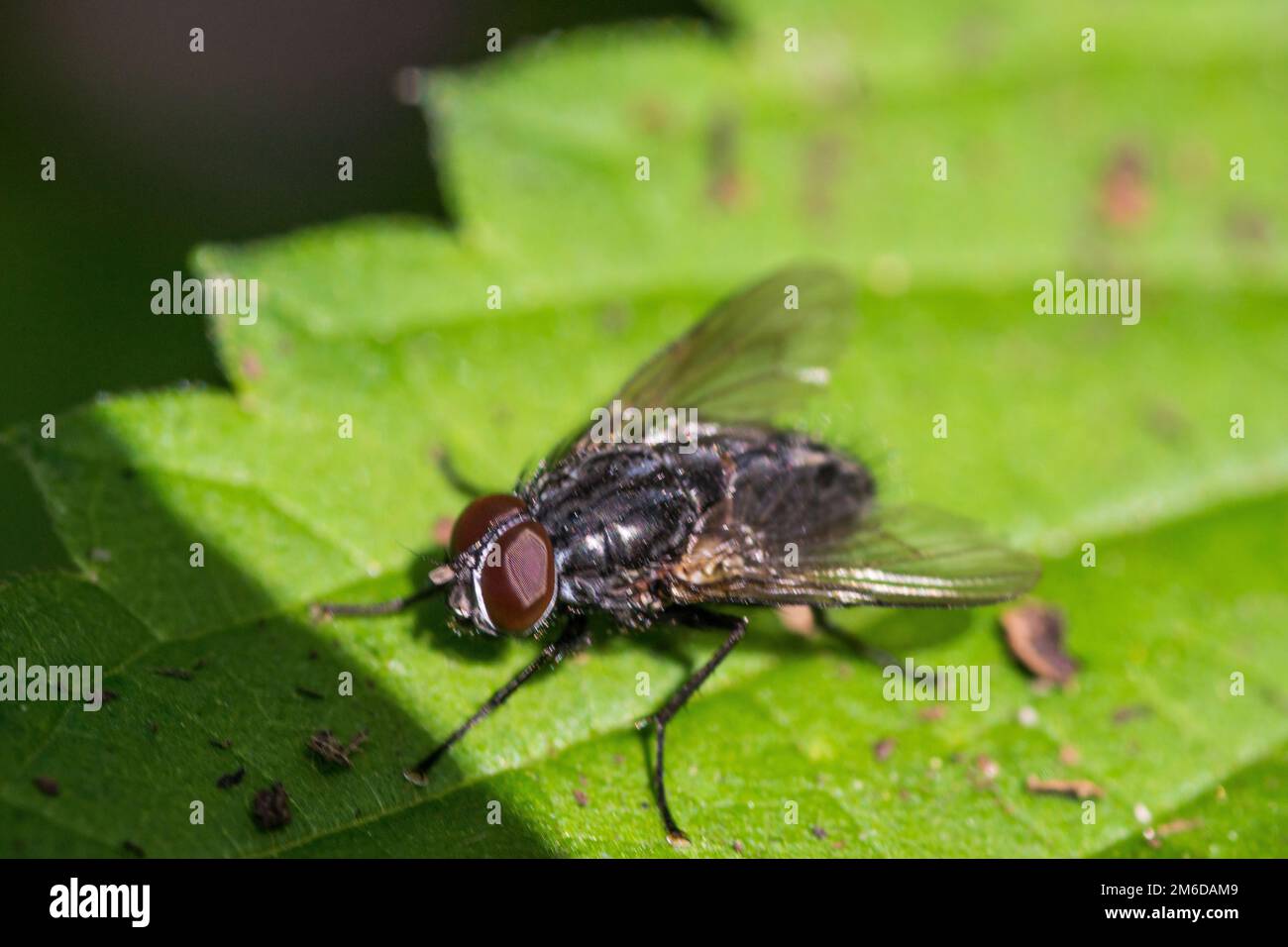 Fly sitting on spring hi-res stock photography and images - Alamy