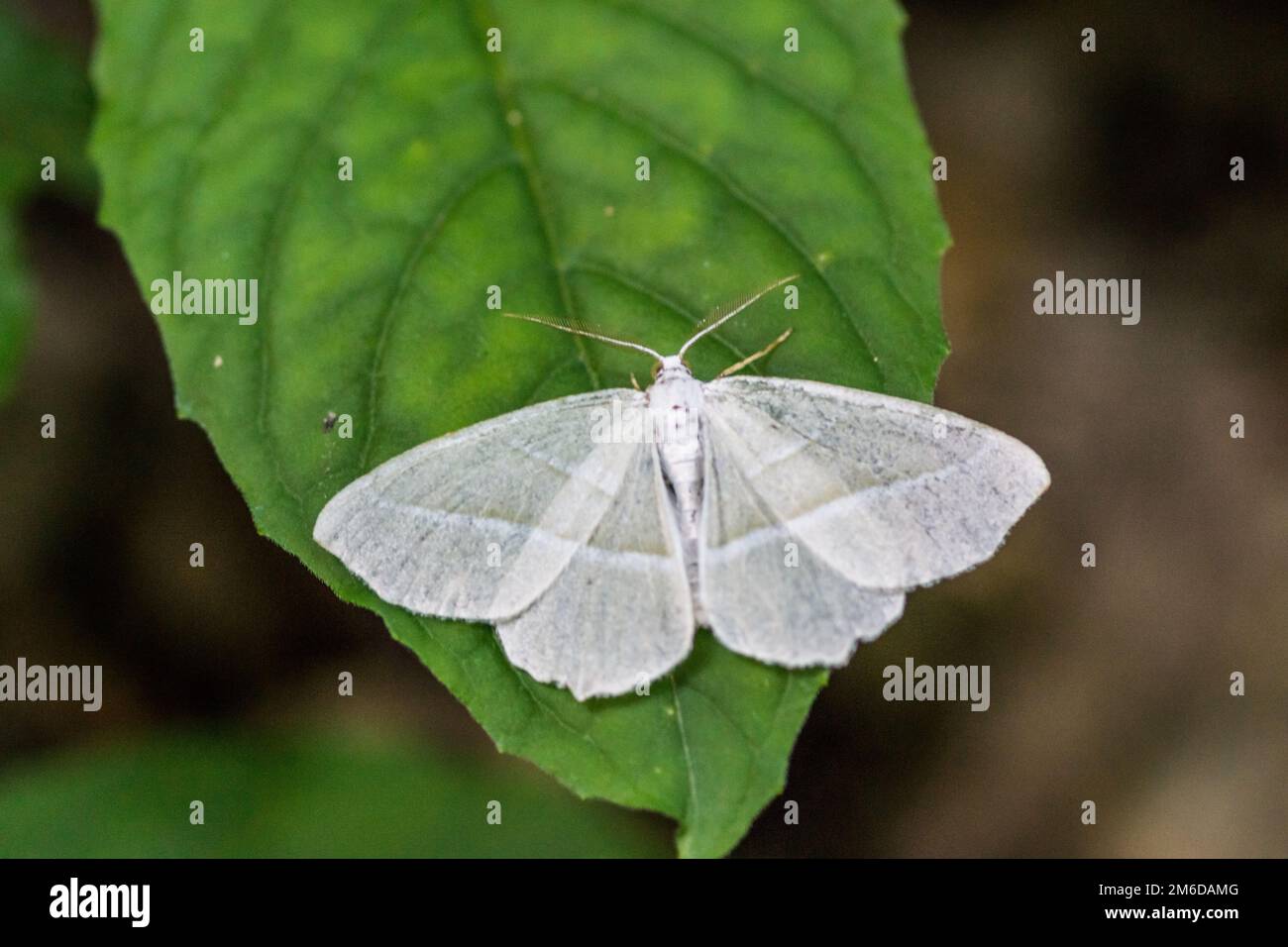 White wave moth sitting on leaf Stock Photo - Alamy